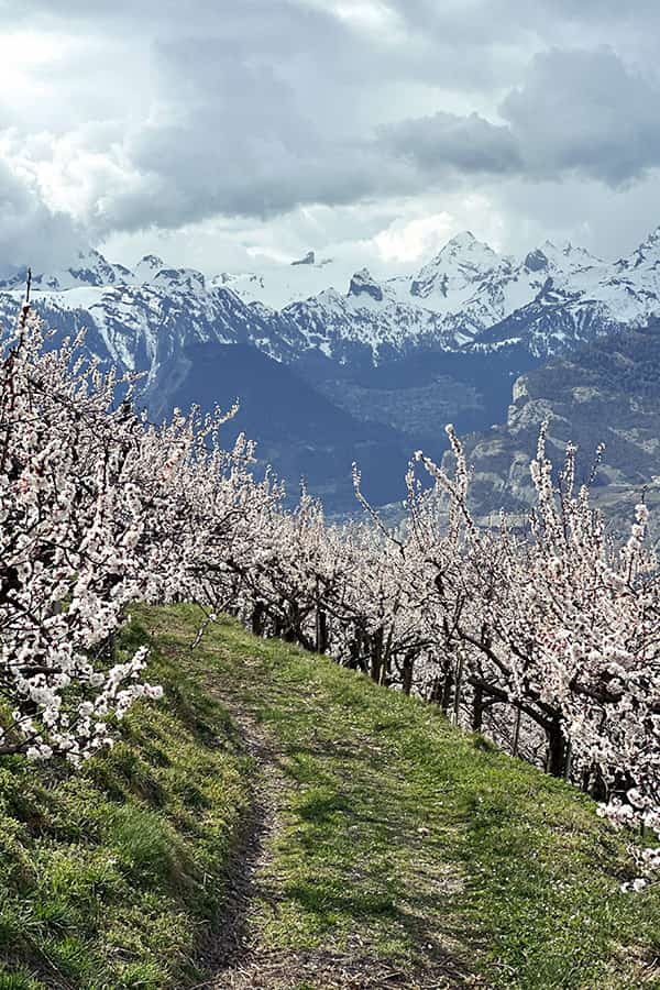 Spring in Switzerland - Where to See Blossoms in March, April & May
