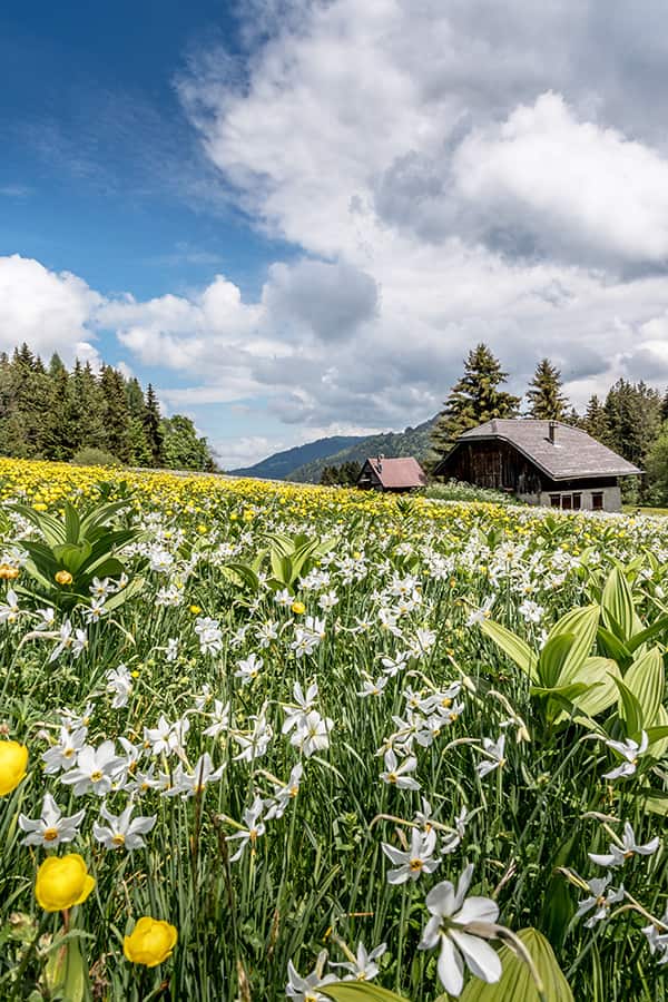 Spring in Switzerland - Where to See Blossoms in March, April & May